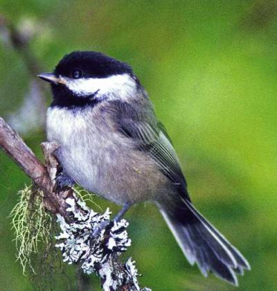 Chickadee [IMAGE] | EurekAlert! Science News Releases