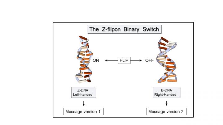 The Z-flipon [IMAGE] | EurekAlert! Science News Releases
