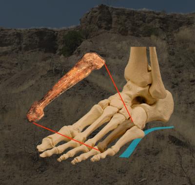 The Fourth Metatarsal/Photo Il [IMAGE] | EurekAlert! Science News Releases