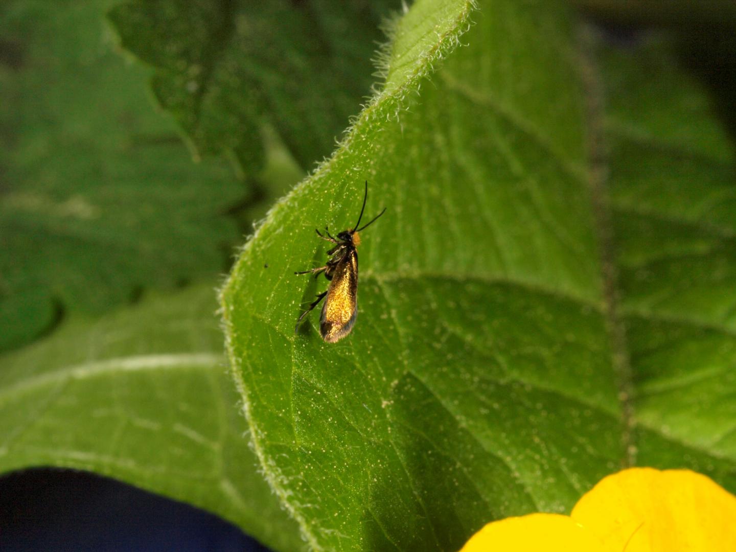 Earliest Fossil Evidence of Butterflies and M | EurekAlert!