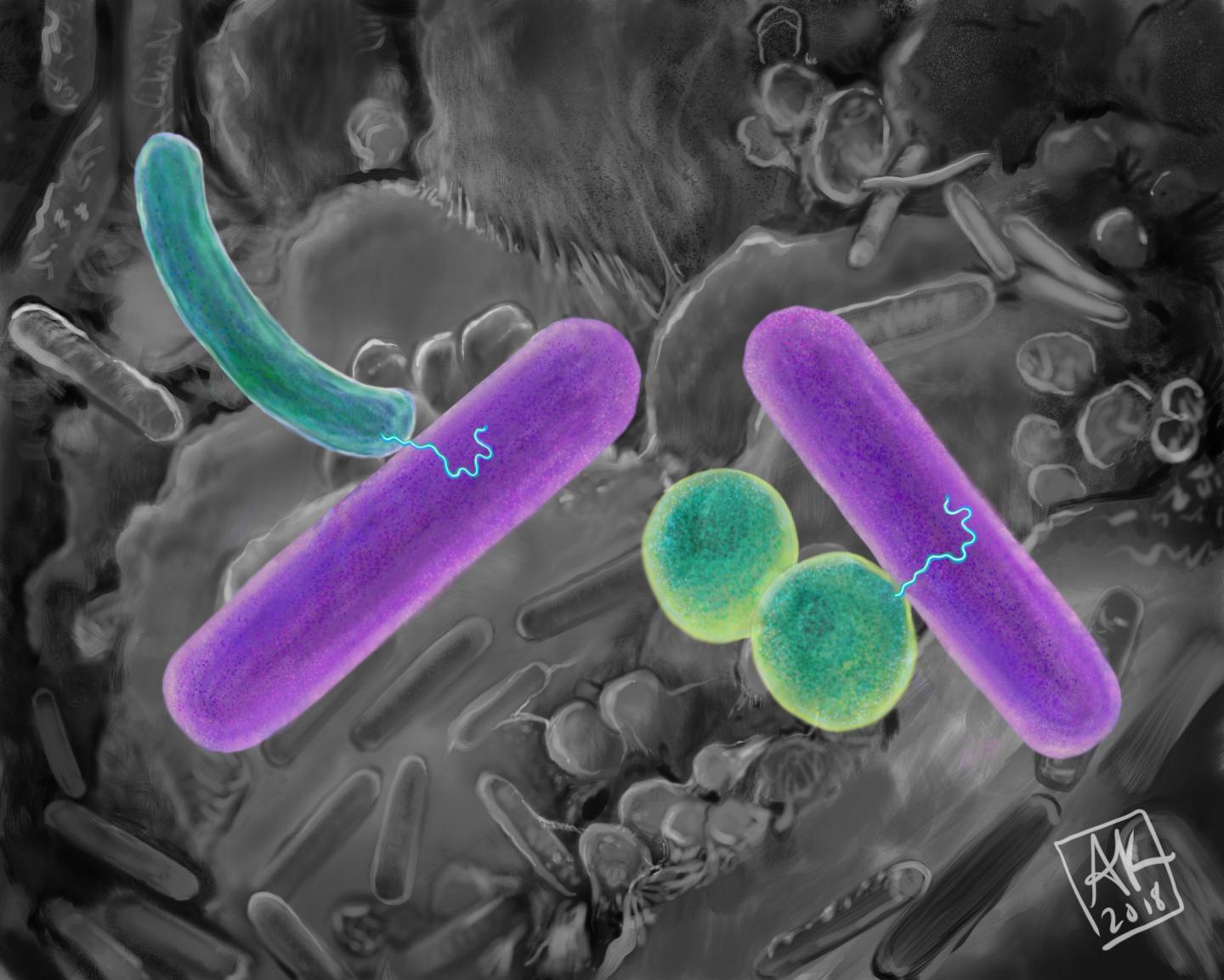 XPORT Bacteria [IMAGE] | EurekAlert! Science News Releases