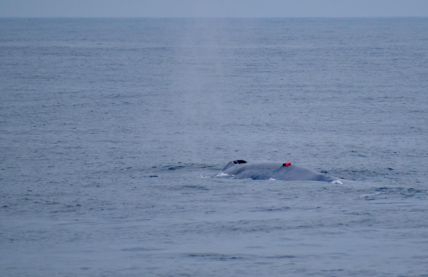 Whale with tag [IMAGE] | EurekAlert! Science News Releases