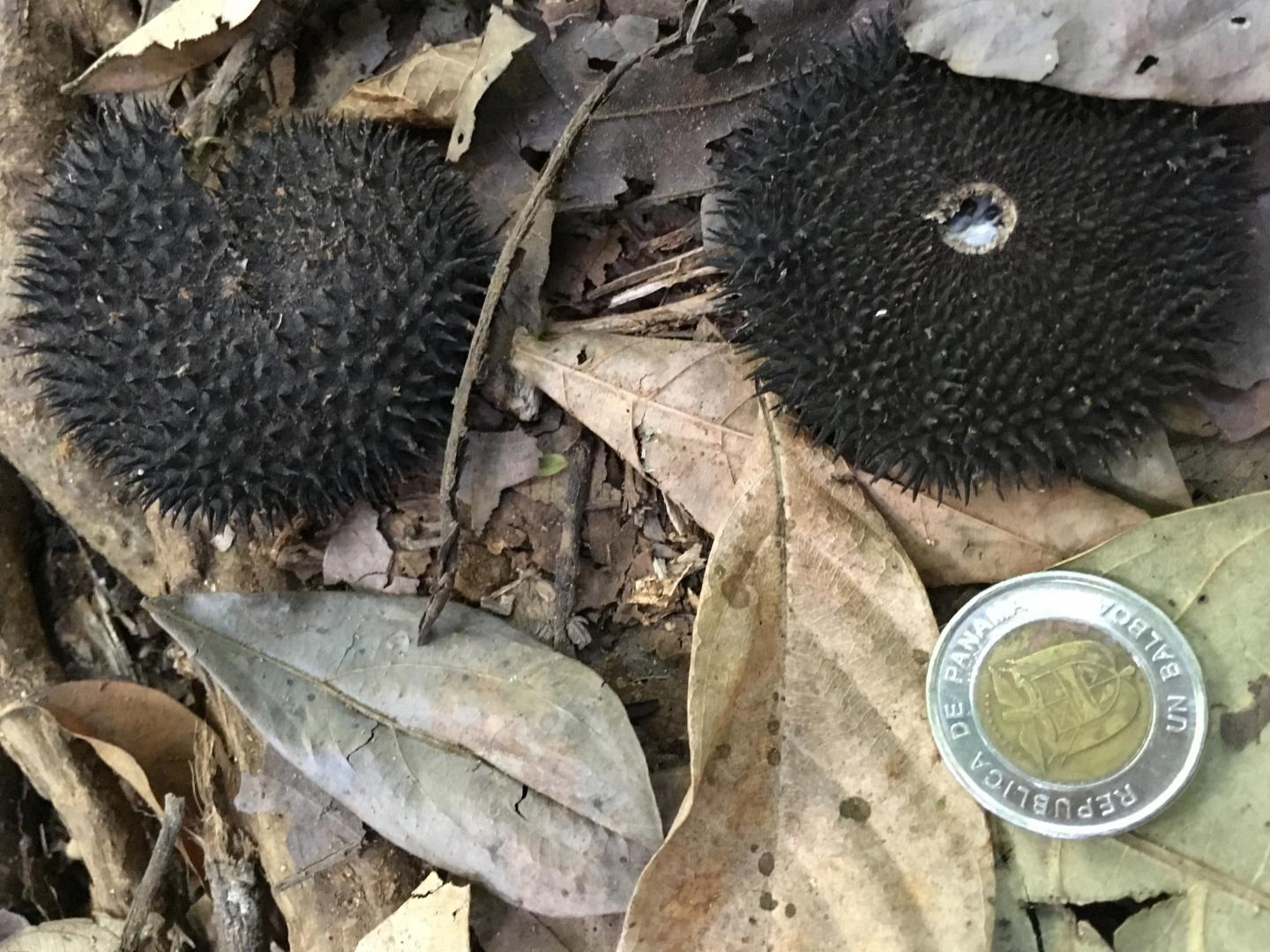 Apeiba membranacea Se [IMAGE] | EurekAlert! Science News Releases