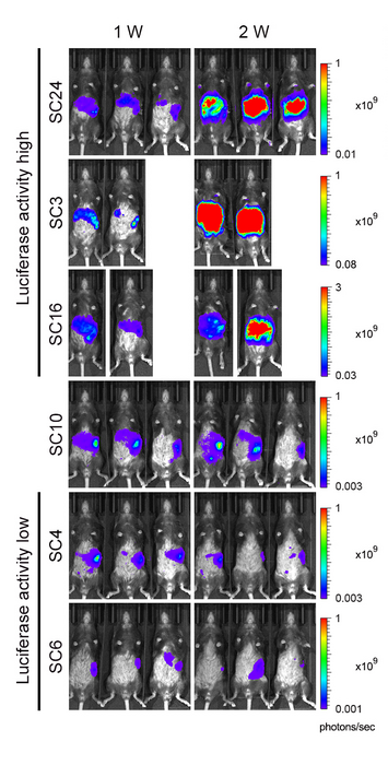 Figure 1(A). [IMAGE] | EurekAlert! Science News Releases