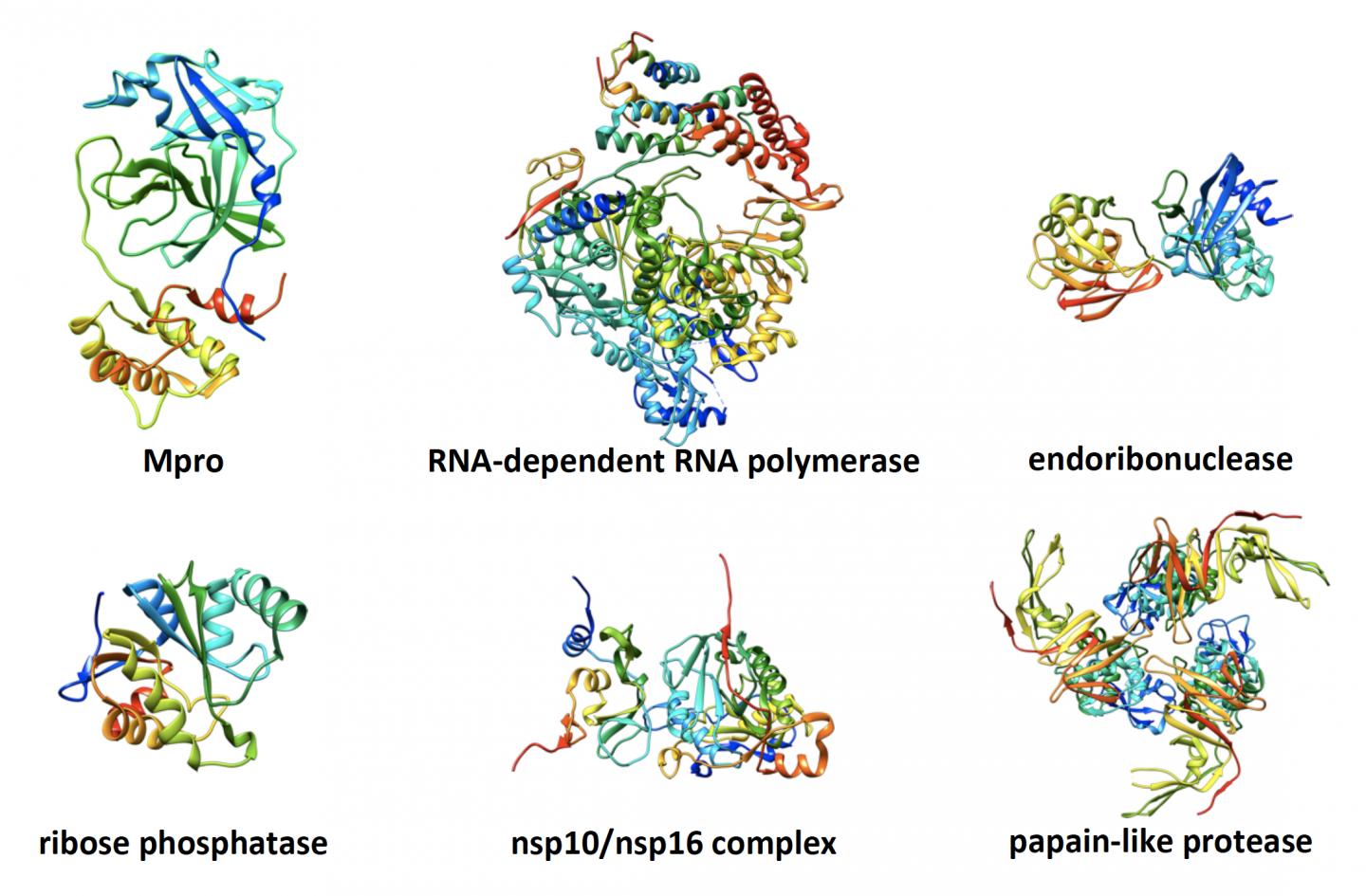 Gallery of Initial SARS-CoV-2 [IMAGE] | EurekAlert! Science News Releases
