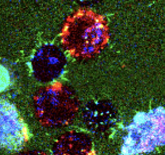 Nanotubes [IMAGE] | EurekAlert! Science News Releases