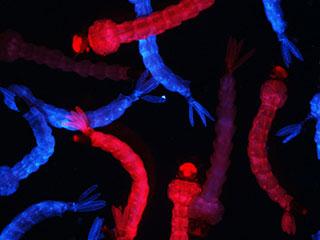 Researchers Master Gene Editin [IMAGE] | EurekAlert! Science News Releases