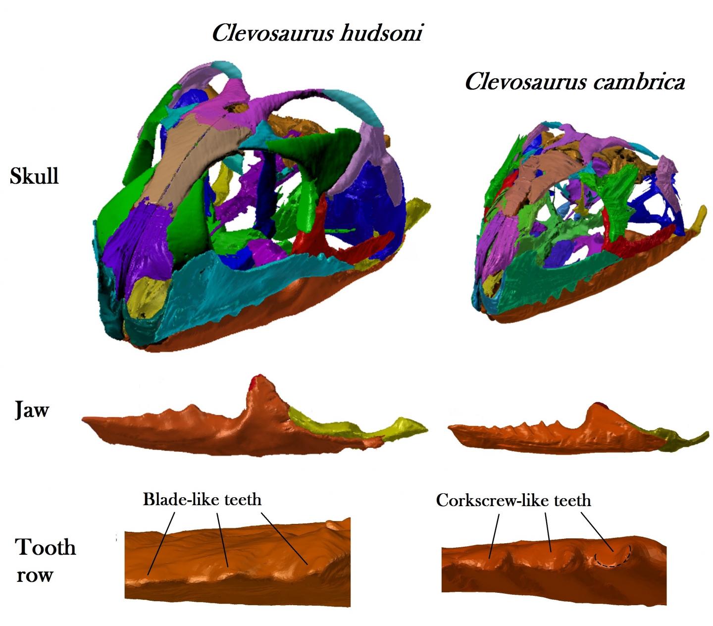 Skulls of the Two Species of