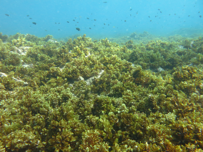Macroalgal dominated reef [IMAGE] | EurekAlert! Science News Releases