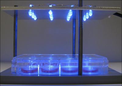 Blue Light Activates Genes on Demand (6 of 7) | EurekAlert!