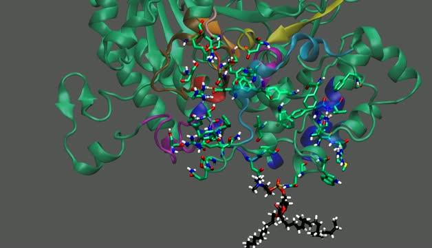 3-D enzyme model provides new tool for anti-i | EurekAlert!