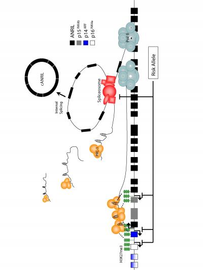 Circular Non-Coding RNA [IMAGE] | EurekAlert! Science News Releases