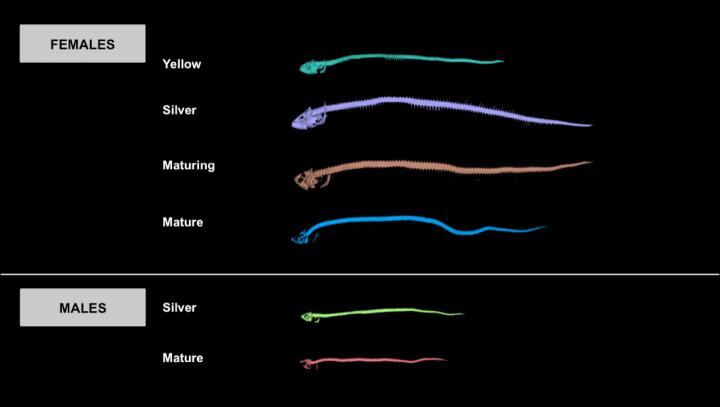 Female and Male Eels [IMAGE] | EurekAlert! Science News Releases