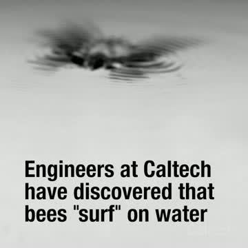 Bees 'surf' atop water | EurekAlert!