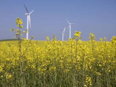 Raps [IMAGE] | EurekAlert! Science News Releases