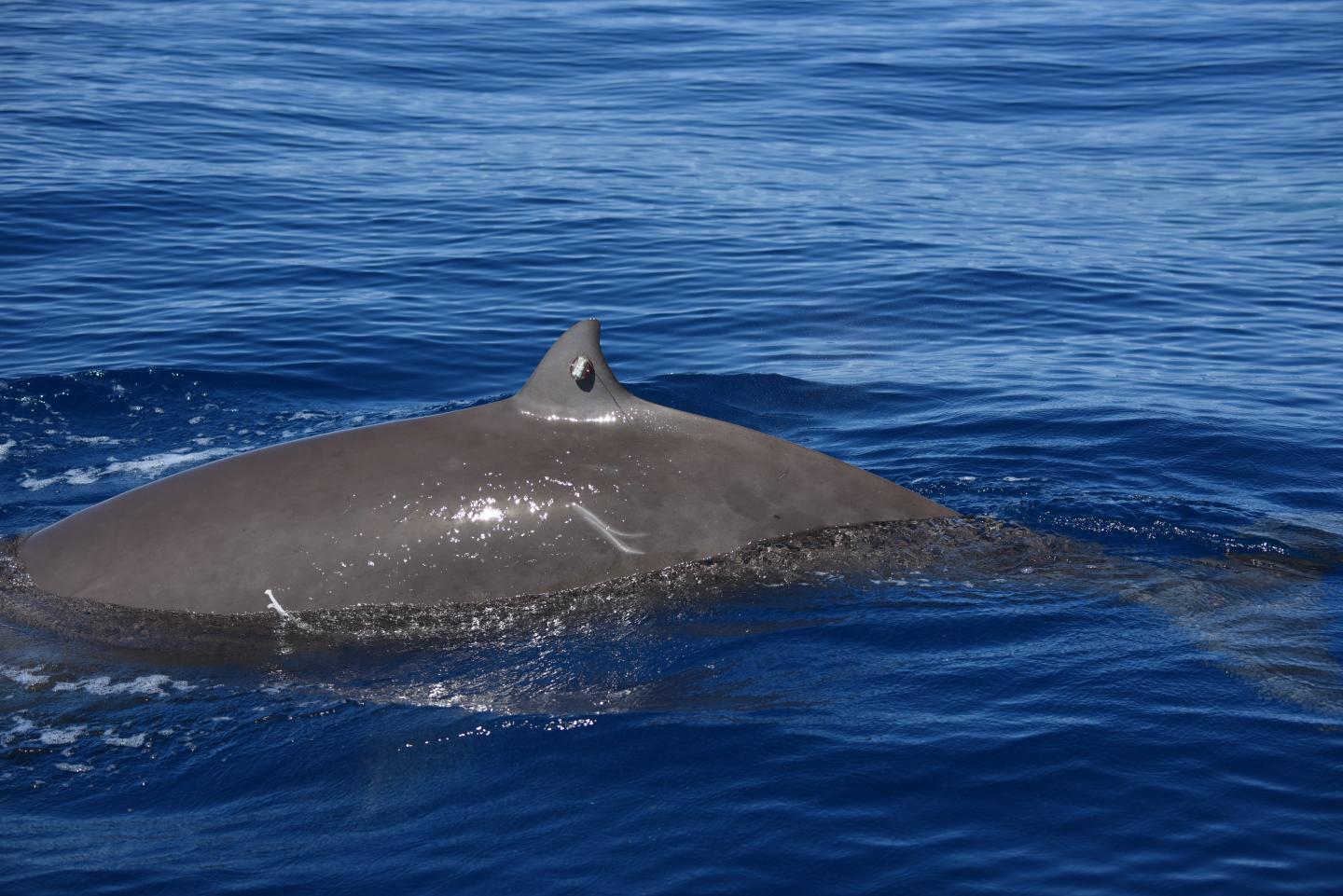 Cuvier's Beaked Whale (Ziphius [IMAGE] | EurekAlert! Science News Releases