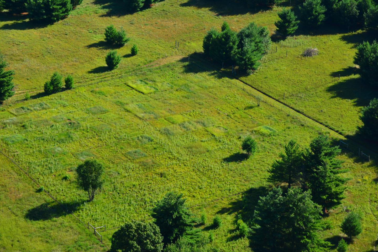 Species Diversity Key to Grass [IMAGE] | EurekAlert! Science News Releases