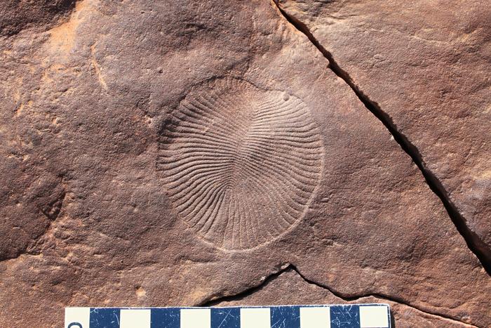 Dickinsonia [IMAGE] | EurekAlert! Science News Releases