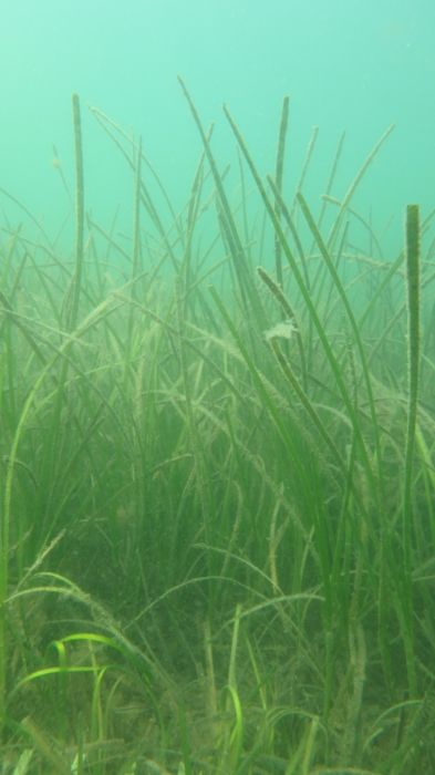 Eelgrass at Nashon Island, Mas [IMAGE] | EurekAlert! Science News Releases