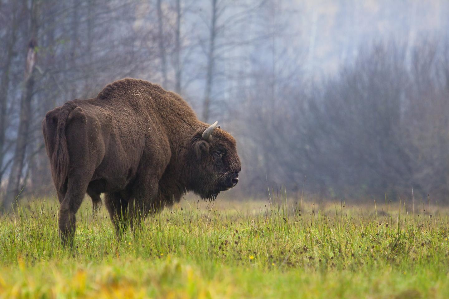 European Bison Adaptation [IMAGE] | EurekAlert! Science News Releases
