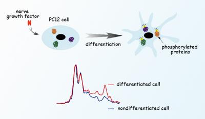 Phosphorylation Diagram [IMAGE] | EurekAlert! Science News Releases