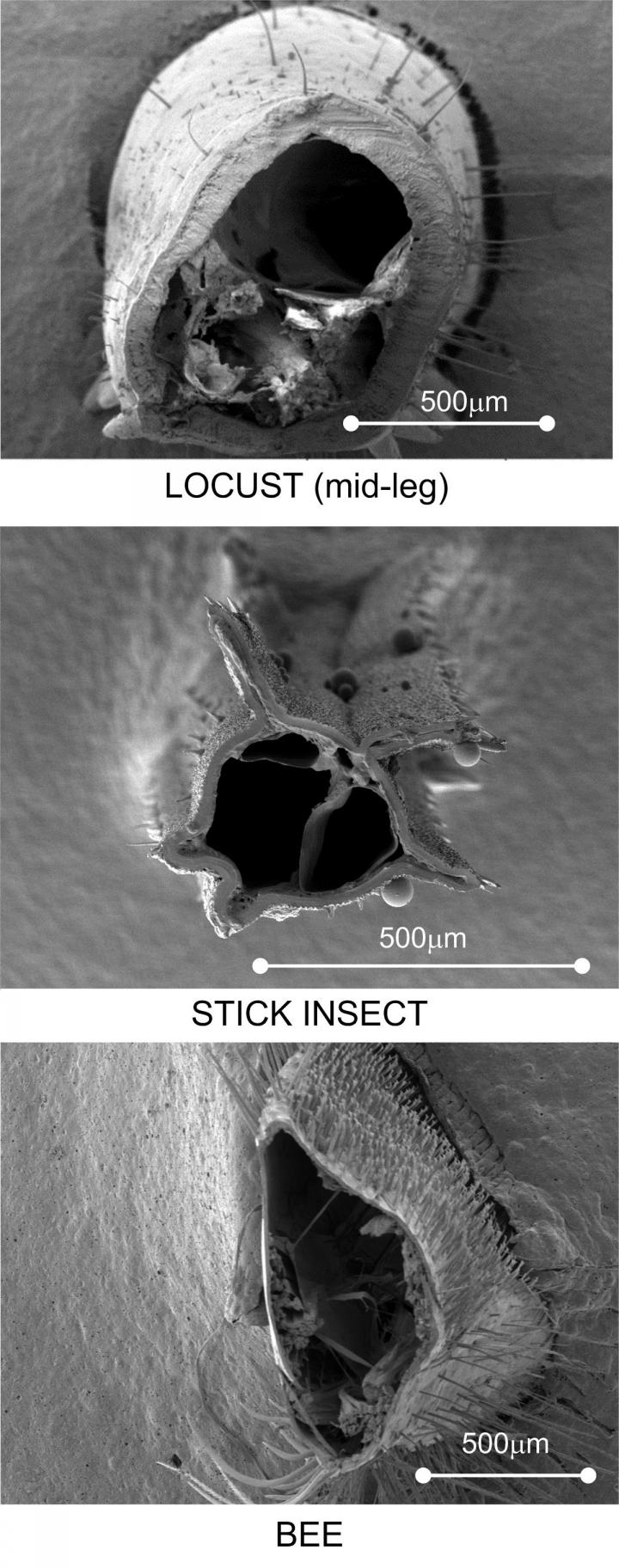 Insect legs give clues to improving aircraft | EurekAlert!