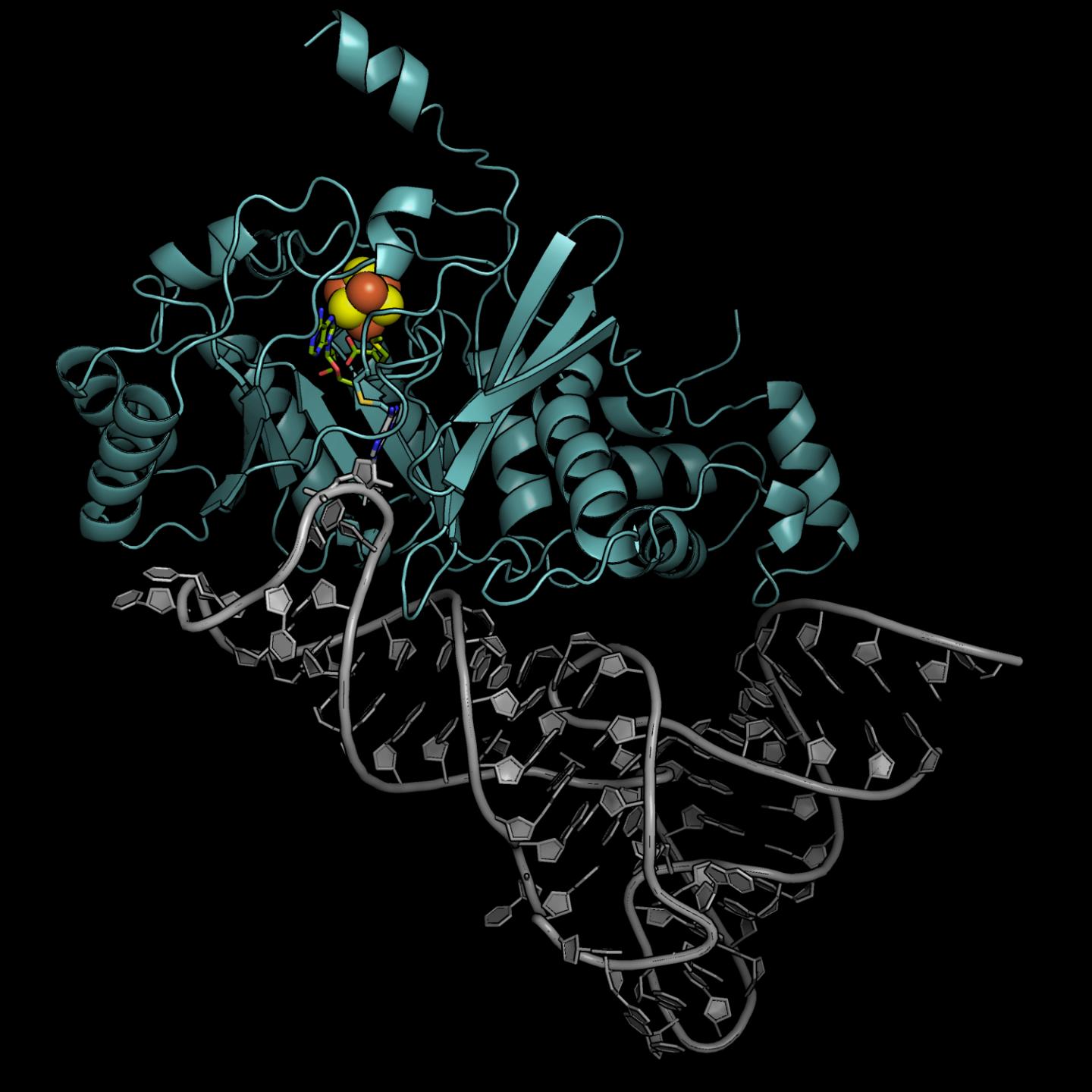Caught In The Act 3 D Structure Of An Rna Mo Eurekalert