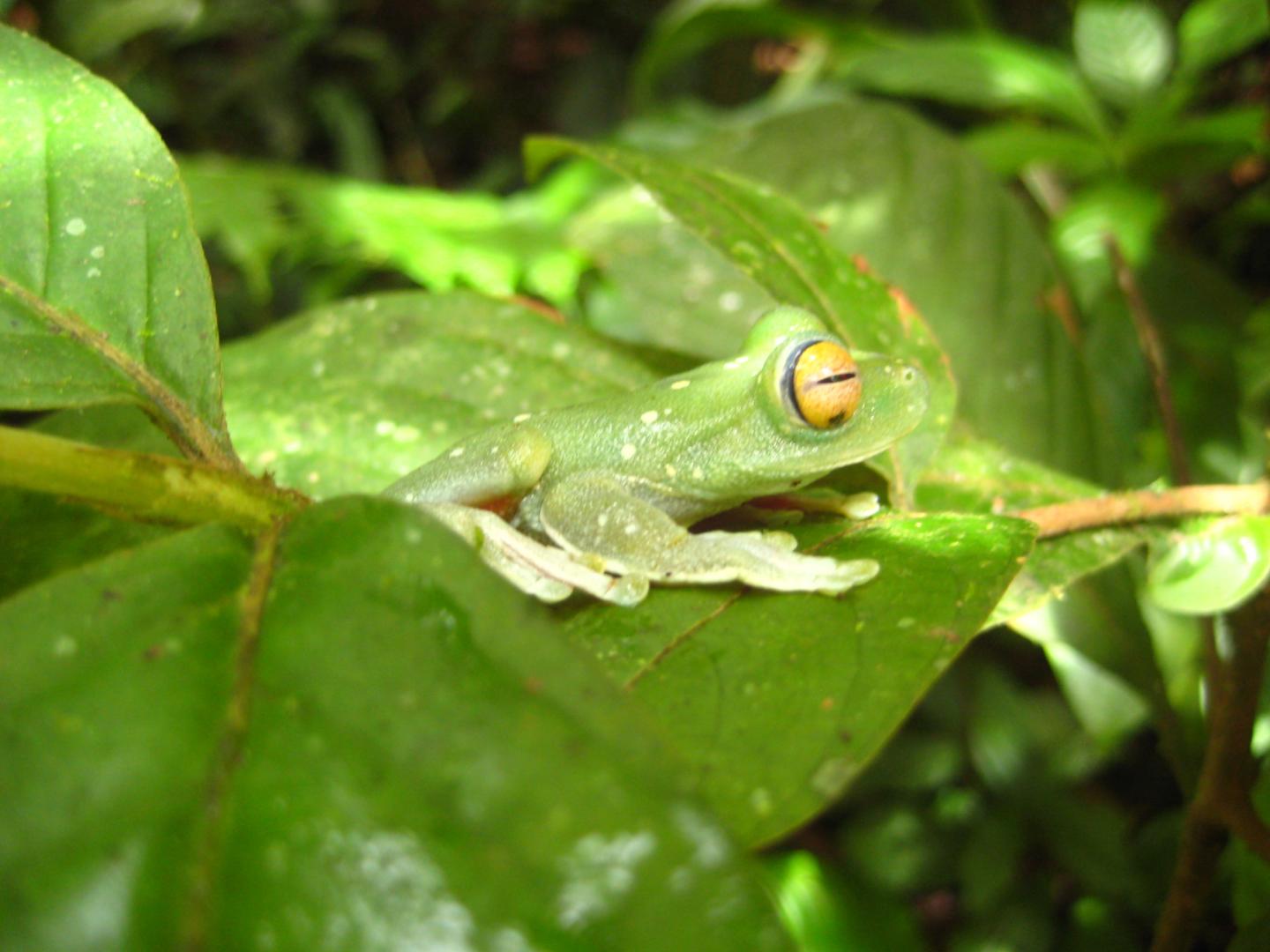 Hypsiboas rufitelus [IMAGE] | EurekAlert! Science News Releases