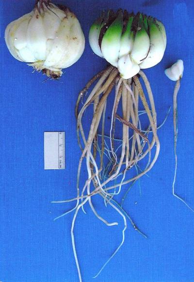 'Smart' flower bulbs pull themselves to deepe | EurekAlert!