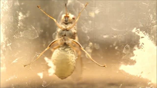 Tsetse Fly Genome Could Help Combat Sleeping | EurekAlert!