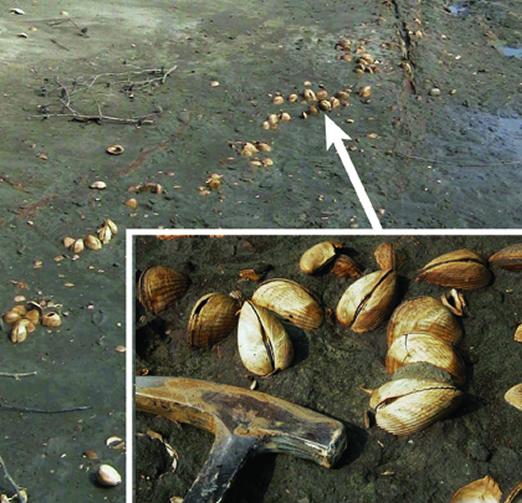 Syracuse researchers shine light on ancient g | EurekAlert!