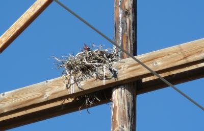 Common Raven Chick [IMAGE] | EurekAlert! Science News Releases