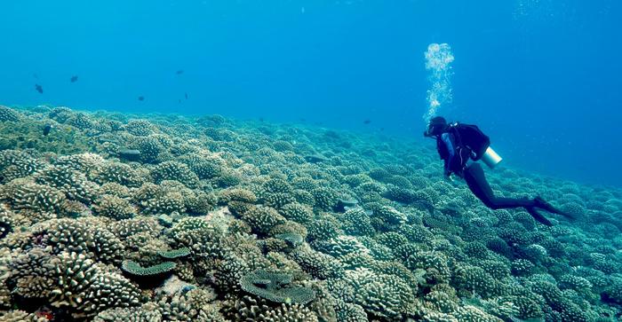 Healthy Coral Reef [IMAGE] | EurekAlert! Science News Releases