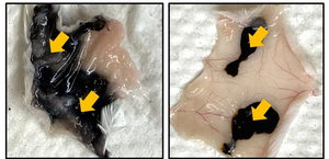 An improved ink for colon tattoos | EurekAlert!