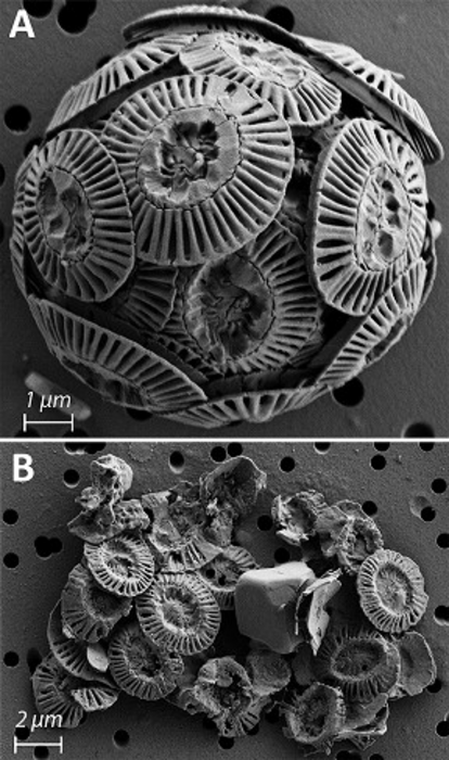 Coccolithophore [IMAGE] | EurekAlert! Science News Releases