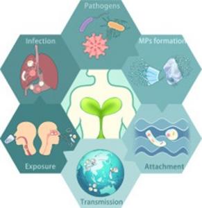 Microplastic-associated pathogens in aquatic | EurekAlert!