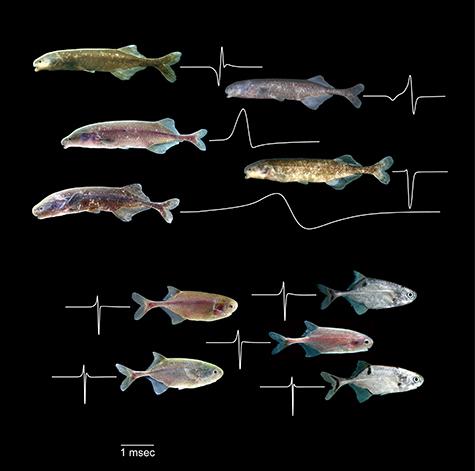 Why Do Mormyrid Fish Have Two [IMAGE] | EurekAlert! Science News Releases