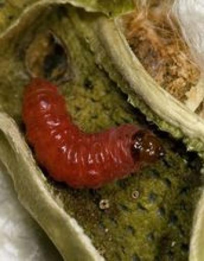 Pink Bollworm [IMAGE] | EurekAlert! Science News Releases