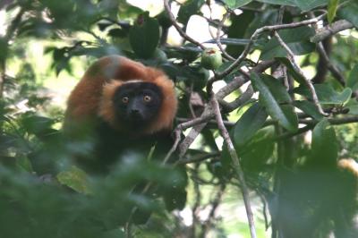 Piecing Together an Extinct Le [IMAGE] | EurekAlert! Science News Releases