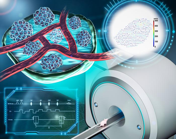 Interstitial flow velocity-MRI [IMAGE] | EurekAlert! Science News Releases