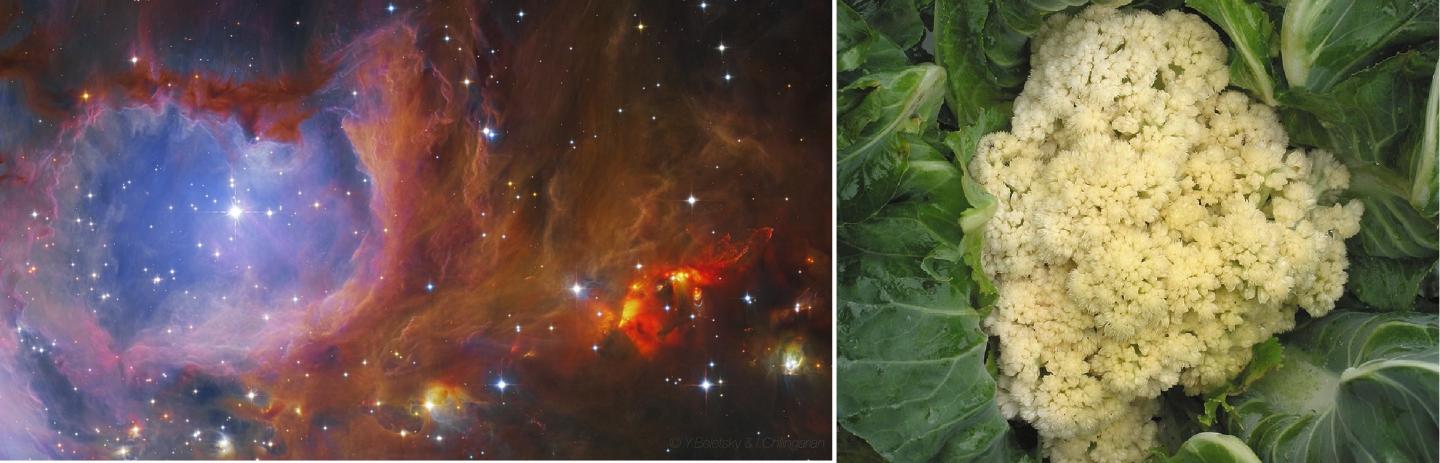 Cauliflower [IMAGE] | EurekAlert! Science News Releases