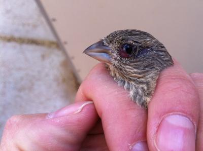 Female House Finch Shows Signs [IMAGE] | EurekAlert! Science News Releases