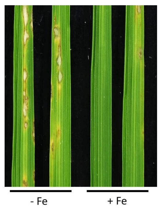 Iron boosts rice immune system | EurekAlert!