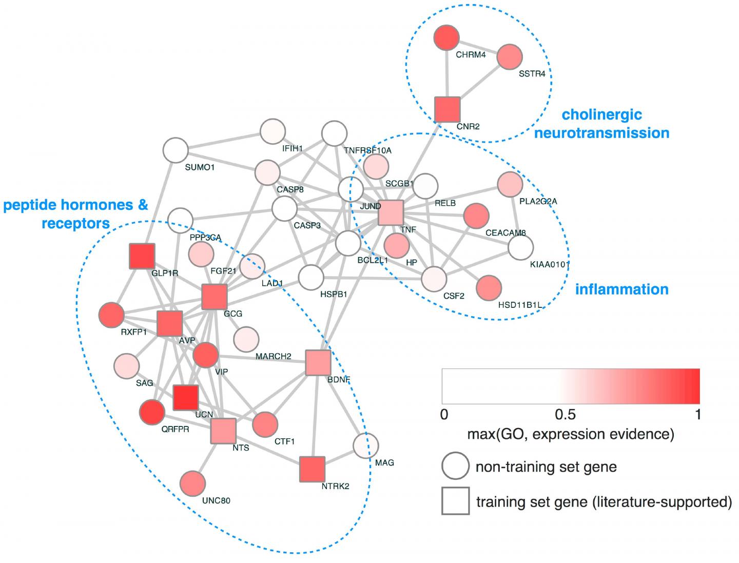 Eating Disorder Genes [IMAGE] | EurekAlert! Science News Releases