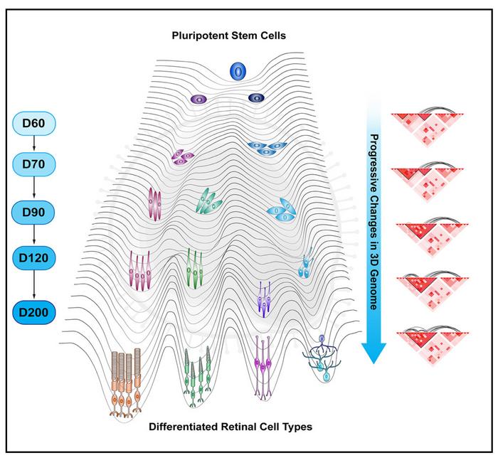 Graphical abstract of cell dif [IMAGE] | EurekAlert! Science News Releases