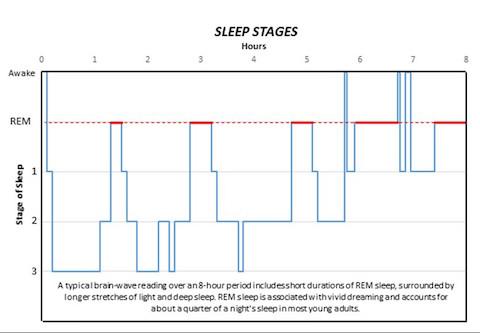 Sleep Stages Chart [IMAGE] | EurekAlert! Science News Releases