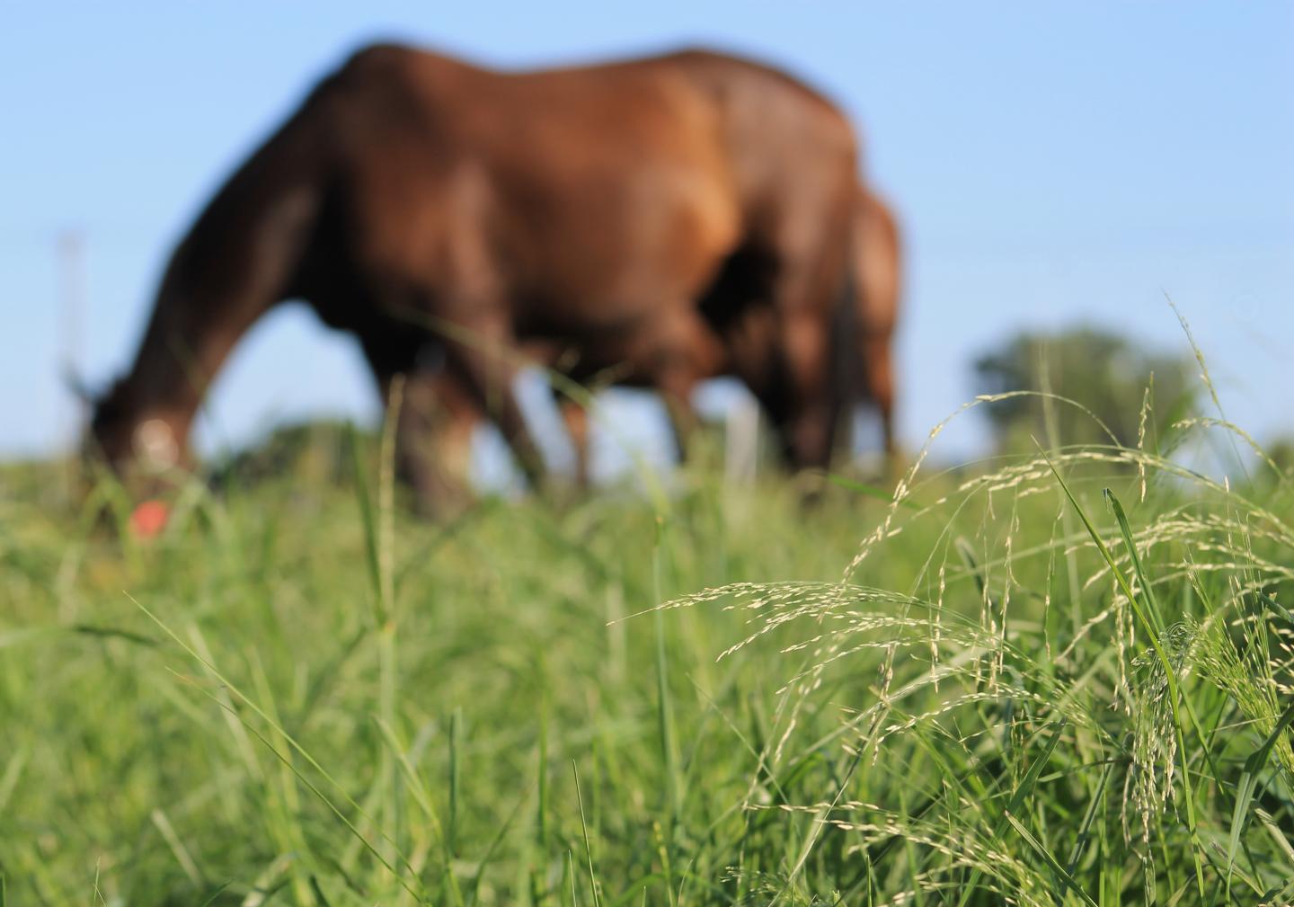 Grazing Horse [IMAGE] | EurekAlert! Science News Releases