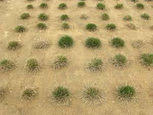 Turfgrass Research Field [IMAGE] | EurekAlert! Science News Releases