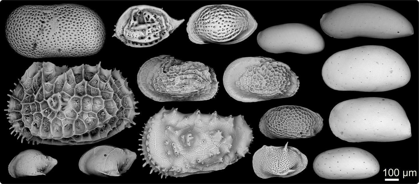 Ostracods [IMAGE] | EurekAlert! Science News Releases
