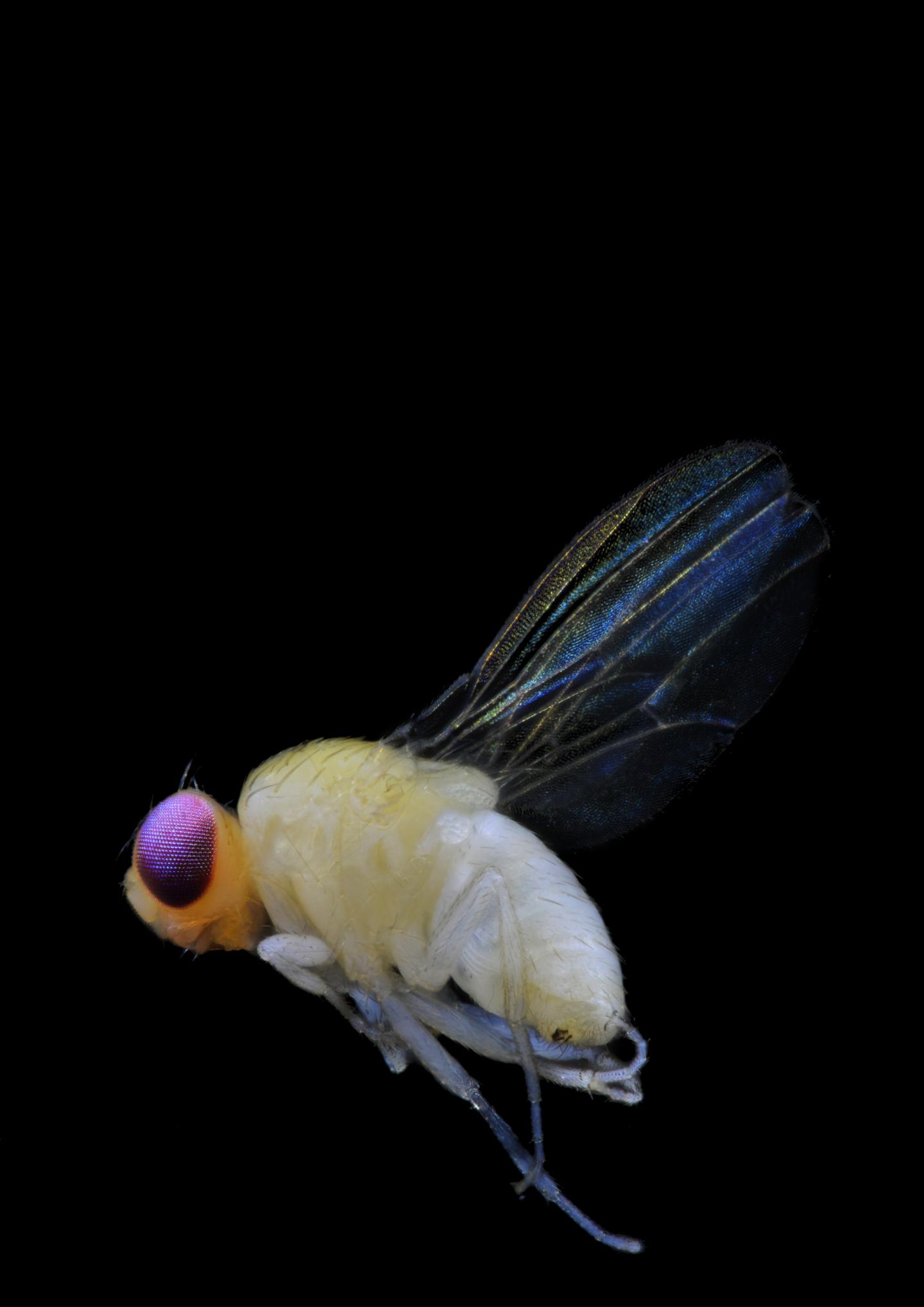 New Vinegar Fly -- Lateral Vie [IMAGE] | EurekAlert! Science News Releases